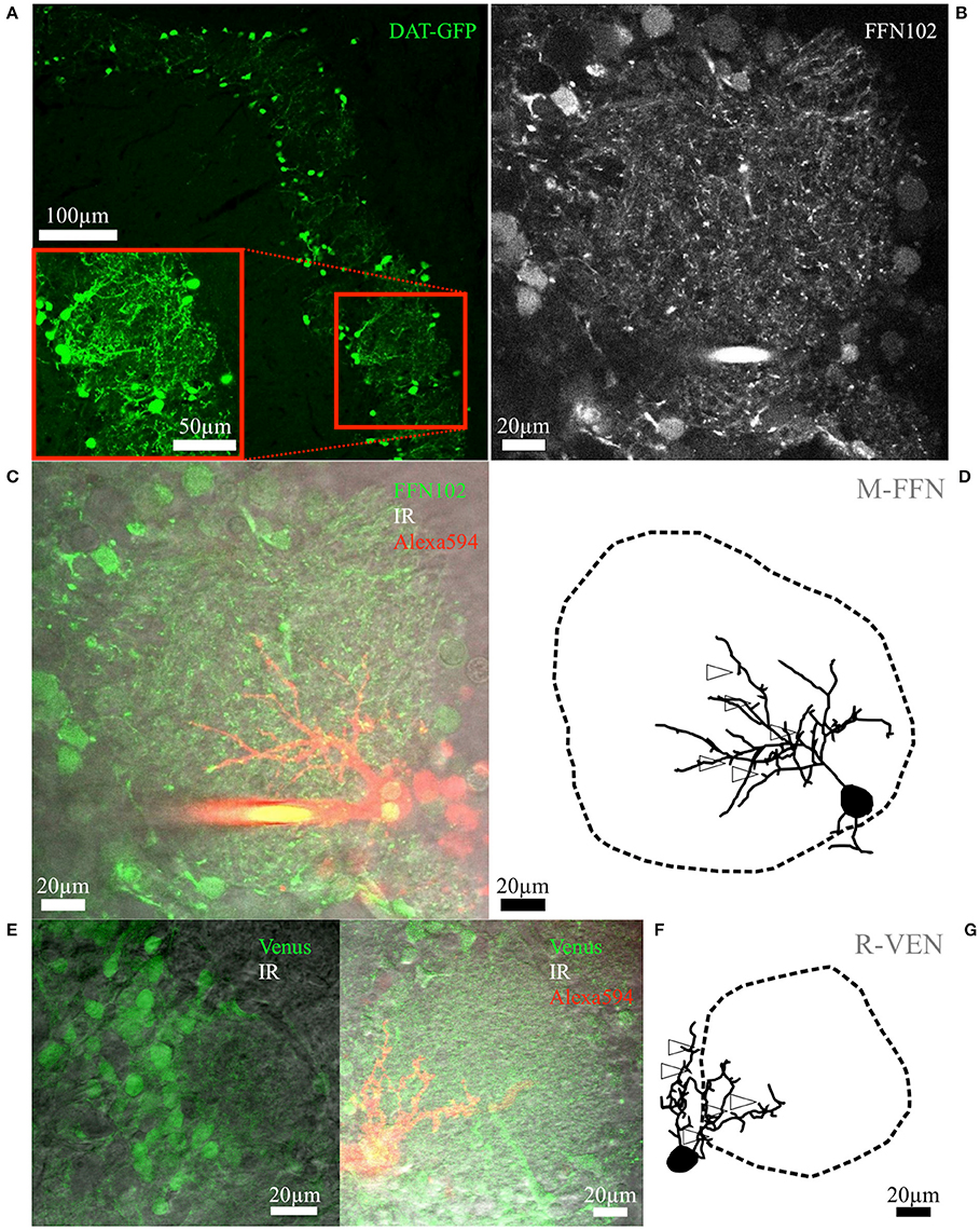 Frontiers | Dendritic Arborization Patterns of Small Juxtaglomerular ...
