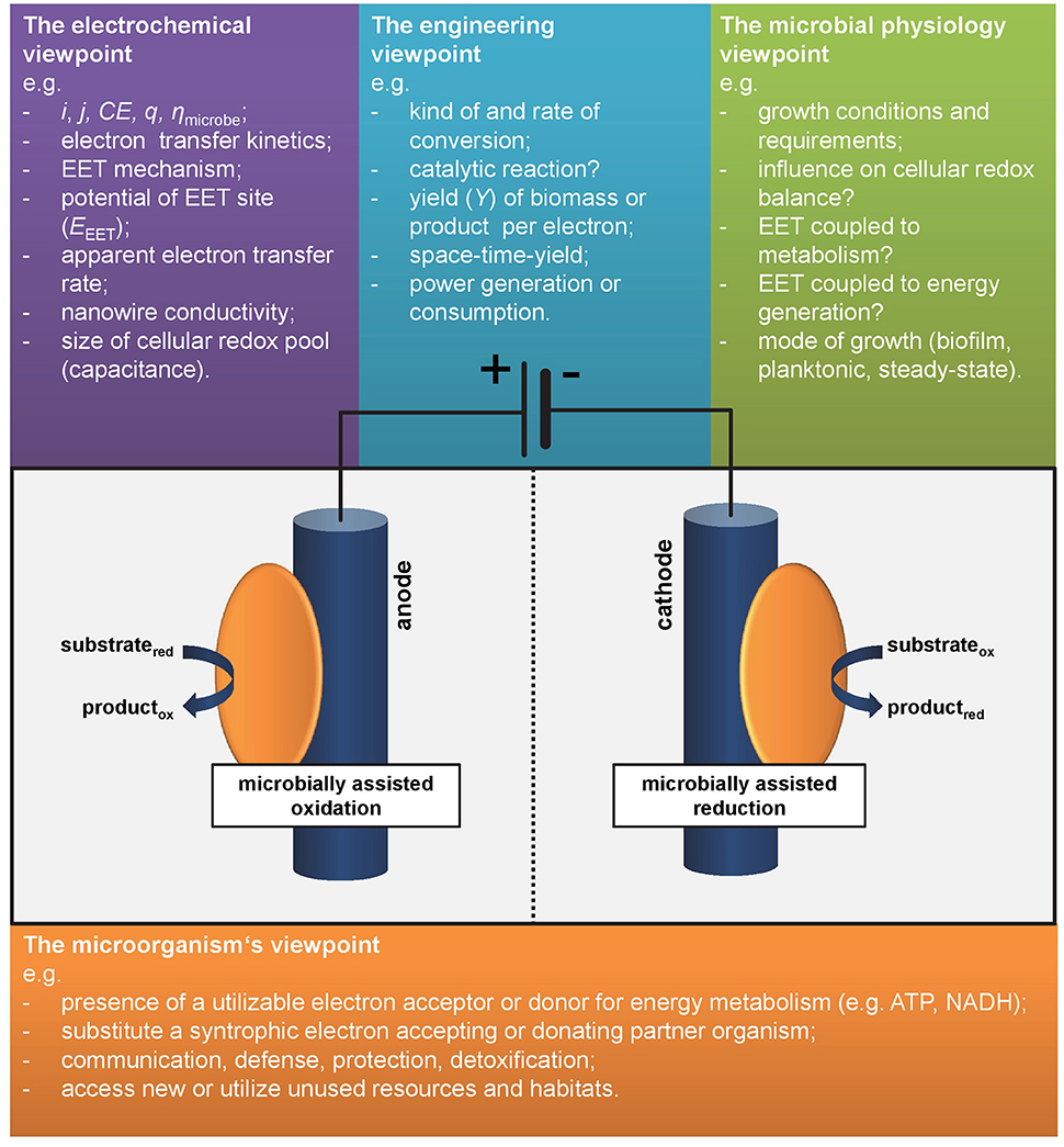 Frontiers | What Is the Essence of Microbial Electroactivity?