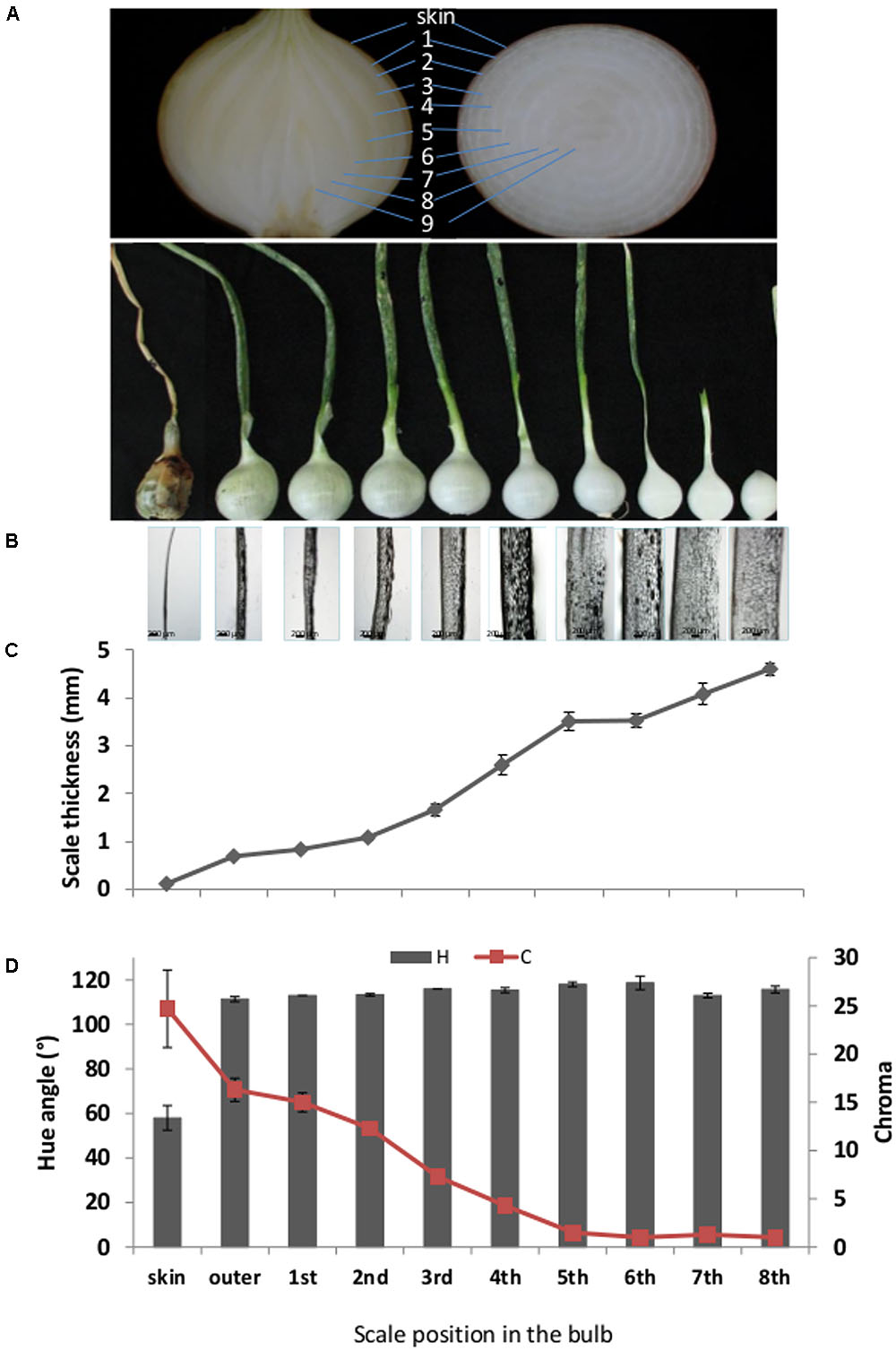 Frontiers | Cellular and Molecular Changes Associated with Onion Skin ...