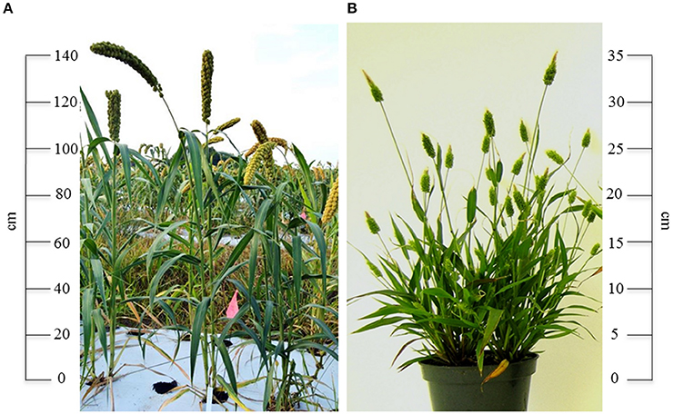 Frontiers | Setaria: A Food Crop and Translational Research Model for ...