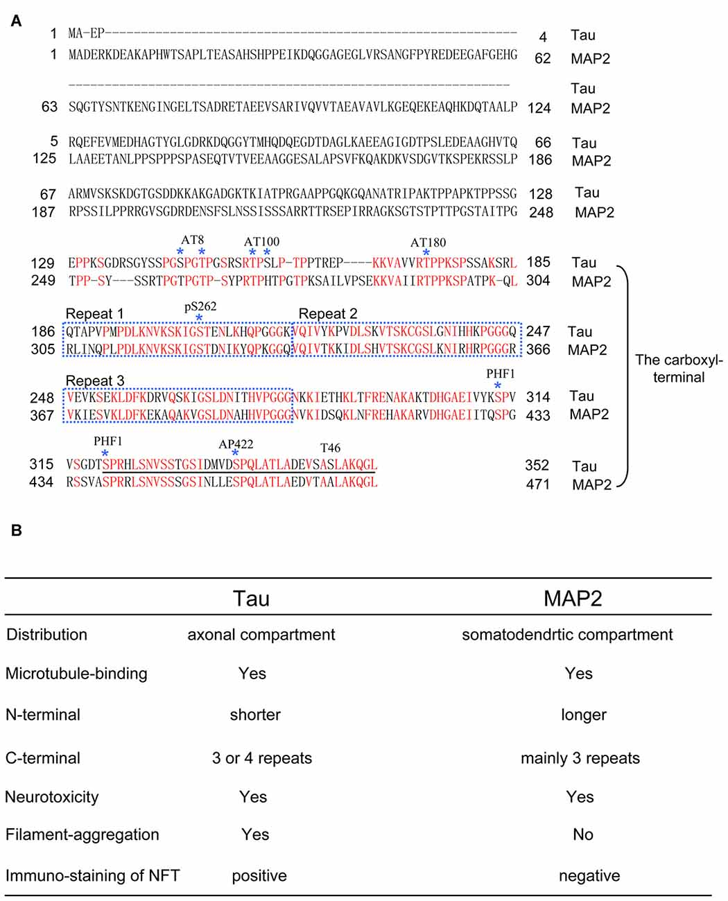 Frontiers | The Role of the Carboxyl-Terminal Sequence of Tau and MAP2 ...