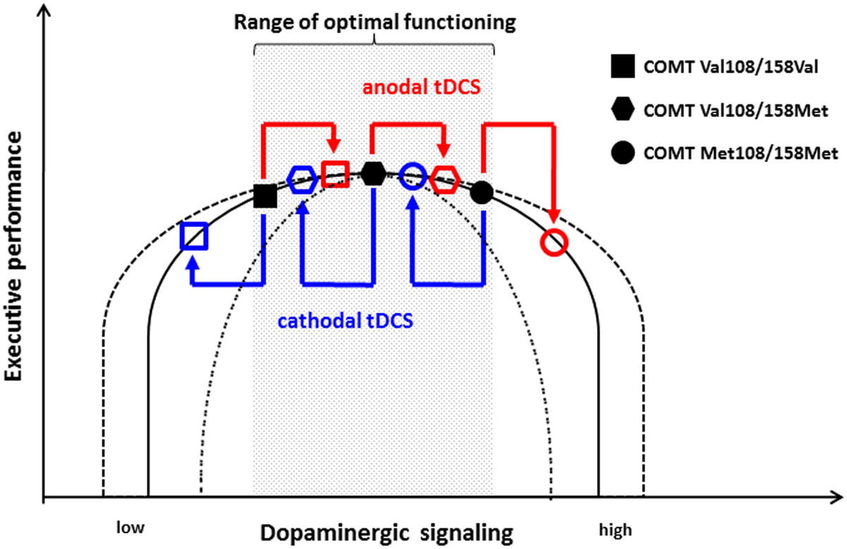 Frontiers | Genetic Modulation of Transcranial Direct Current ...