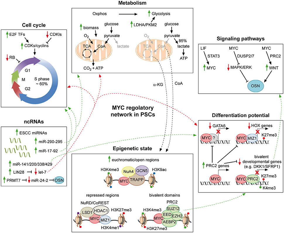 Frontiers | Multiple Roles of MYC in Integrating Regulatory Networks of ...