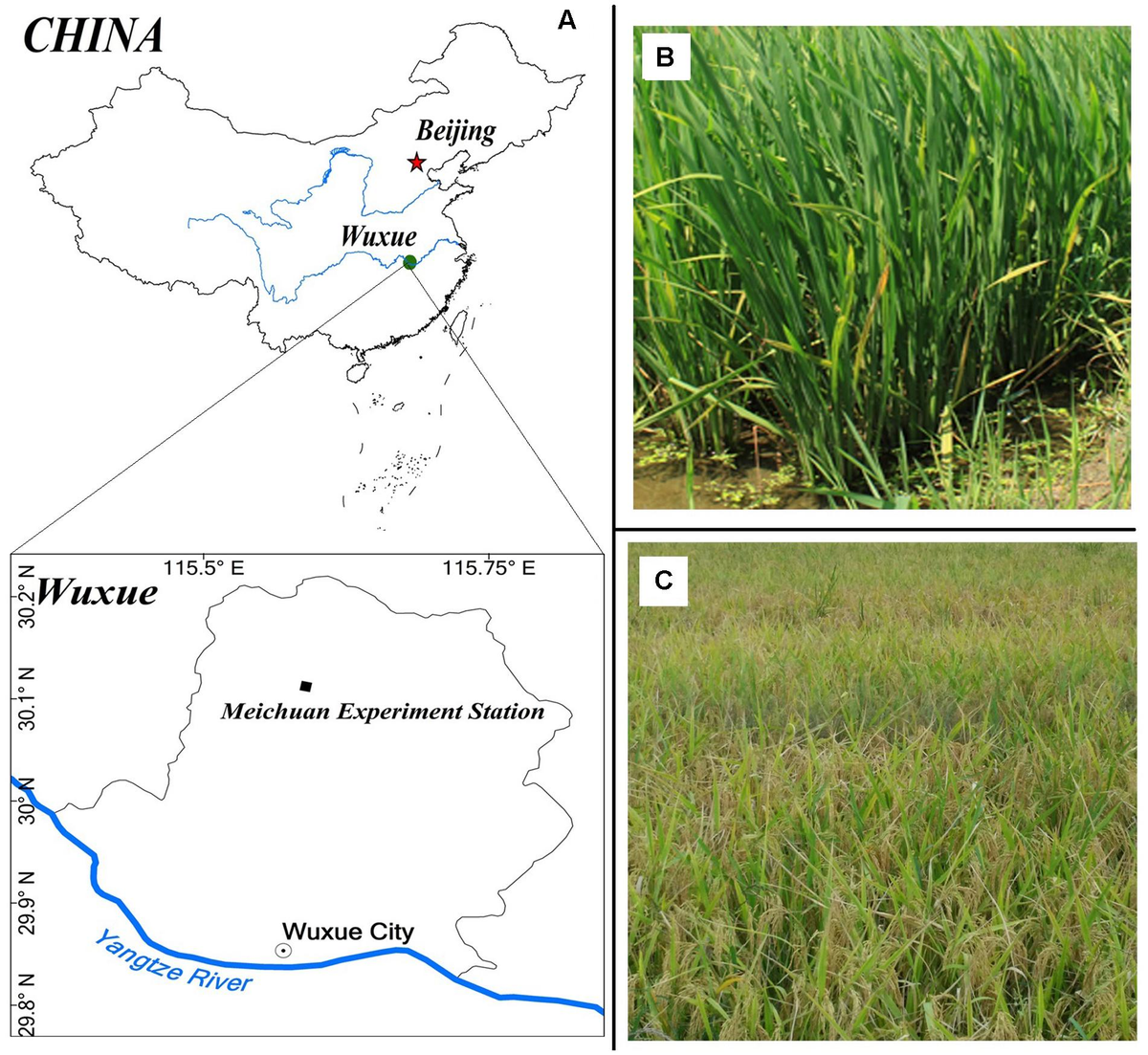 Frontiers | Evaluating Hyperspectral Vegetation Indices for Leaf Area Index Estimation of Oryza ...