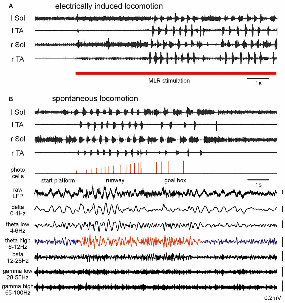 Frontiers | LFP Oscillations in the Mesencephalic Locomotor Region ...