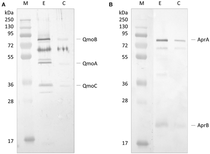 Frontiers | The membrane QmoABC complex interacts directly with the ...