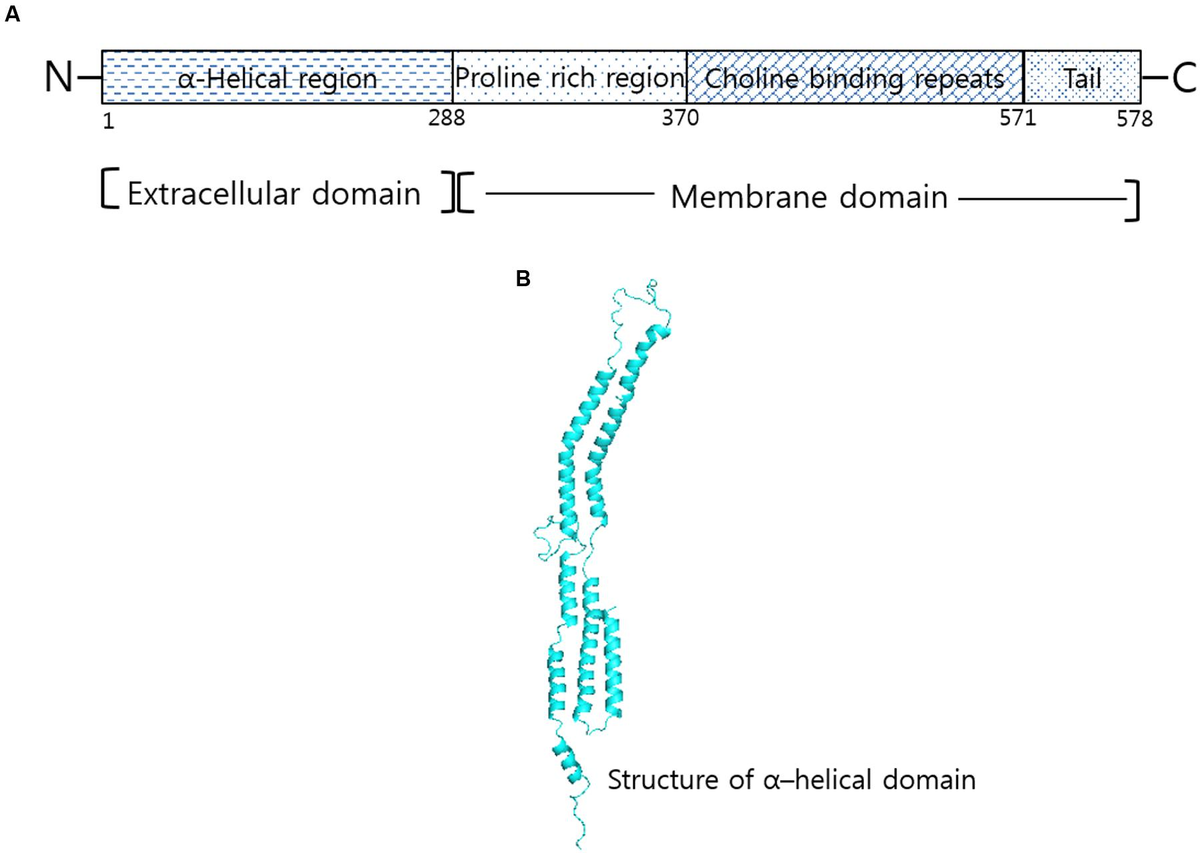 Frontiers | Towards Identifying Protective B-Cell Epitopes: The PspA Story