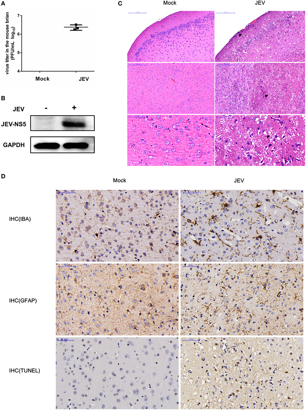 Frontiers | Microarray Analysis Identifies the Potential Role of Long Non-Coding RNA in ...