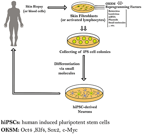Frontiers | Modeling Human Neurological and Neurodegenerative Diseases ...