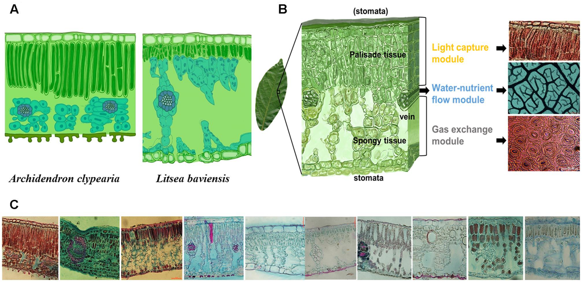 Frontiers | Three Key Sub-leaf Modules and the Diversity of Leaf Designs