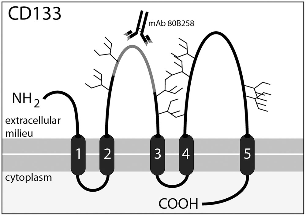 Frontiers | CD133-Positive Membrane Particles in Cerebrospinal Fluid of ...