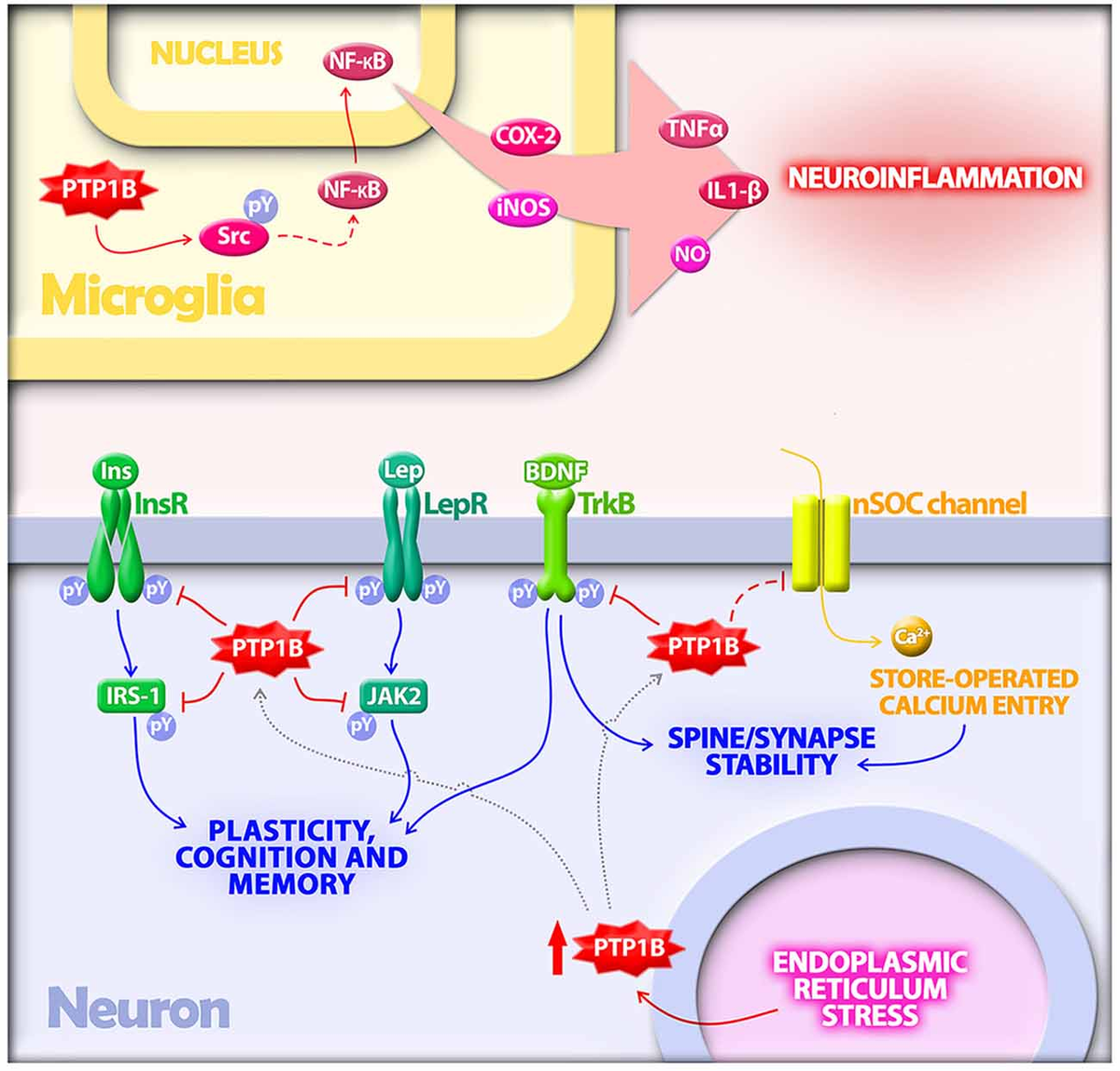 Frontiers | Protein Tyrosine Phosphatase 1B (PTP1B): A Potential Target ...