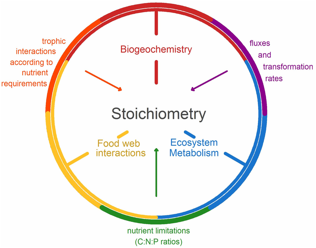 Frontiers | Bridging Food Webs, Ecosystem Metabolism, and Biogeochemistry Using Ecological ...