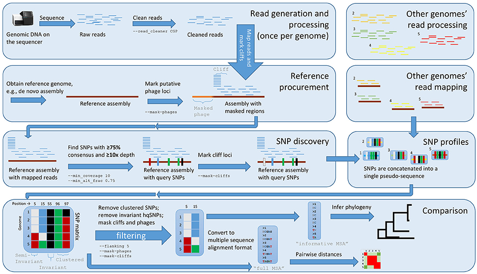 Frontiers | A Comparative Analysis of the Lyve-SET Phylogenomics ...