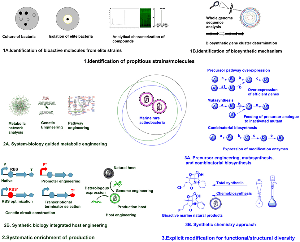 Frontiers | Marine Rare Actinobacteria: Isolation, Characterization ...