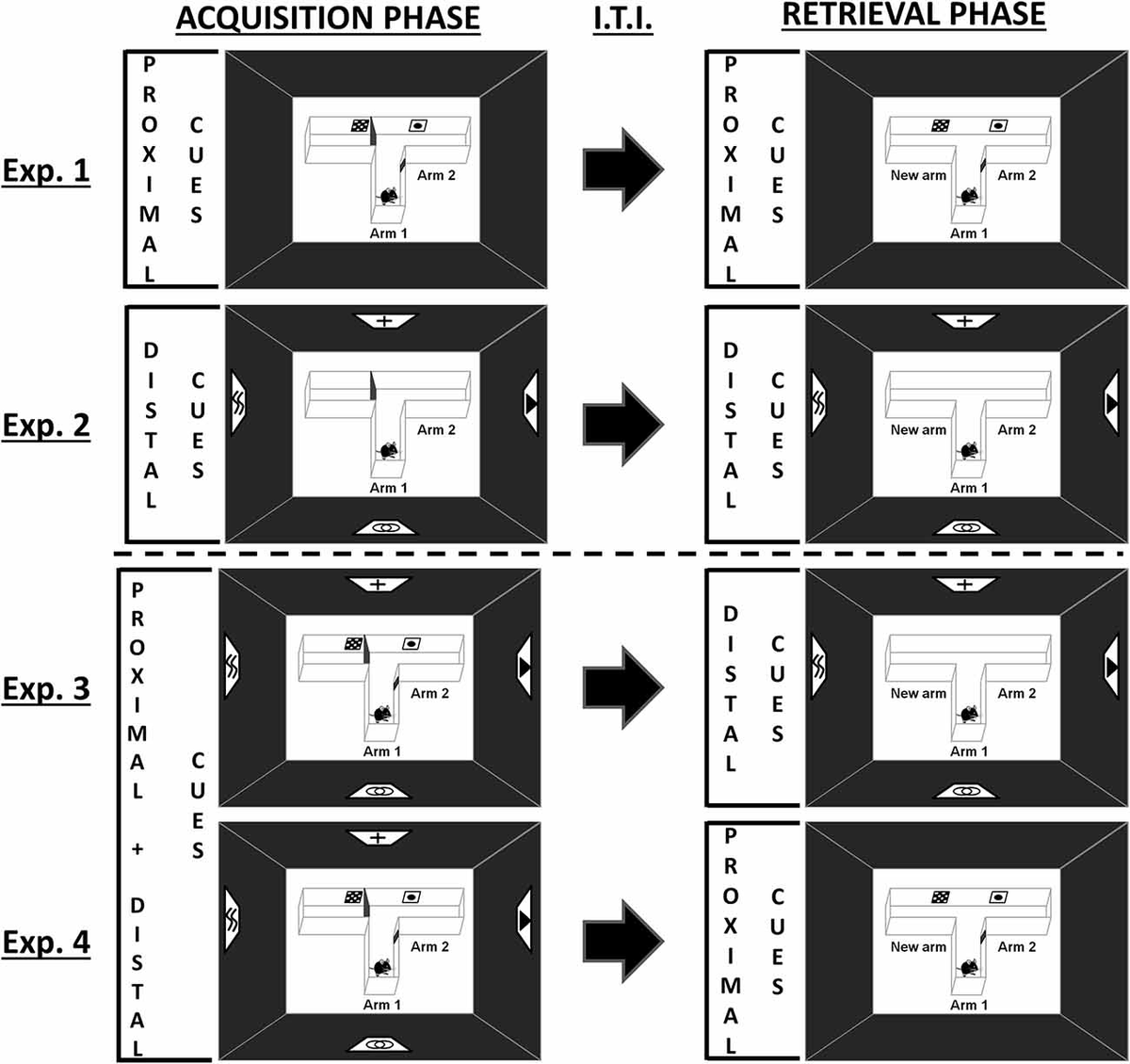 Frontiers | Are Distal and Proximal Visual Cues Equally Important ...