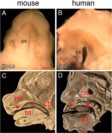 Frontiers | Differences in Oral Structure and Tissue Interactions ...