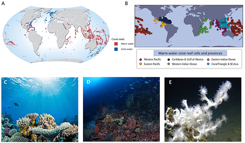 Frontiers | Coral Reef Ecosystems under Climate Change and Ocean ...