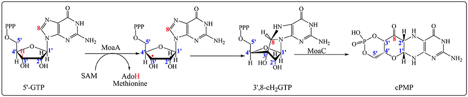 Frontiers | On the Role of Additional [4Fe-4S] Clusters with a Free ...