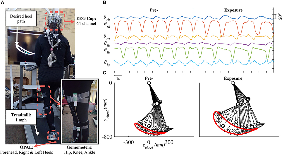 Frontiers | Multi-Trial Gait Adaptation of Healthy Individuals during ...