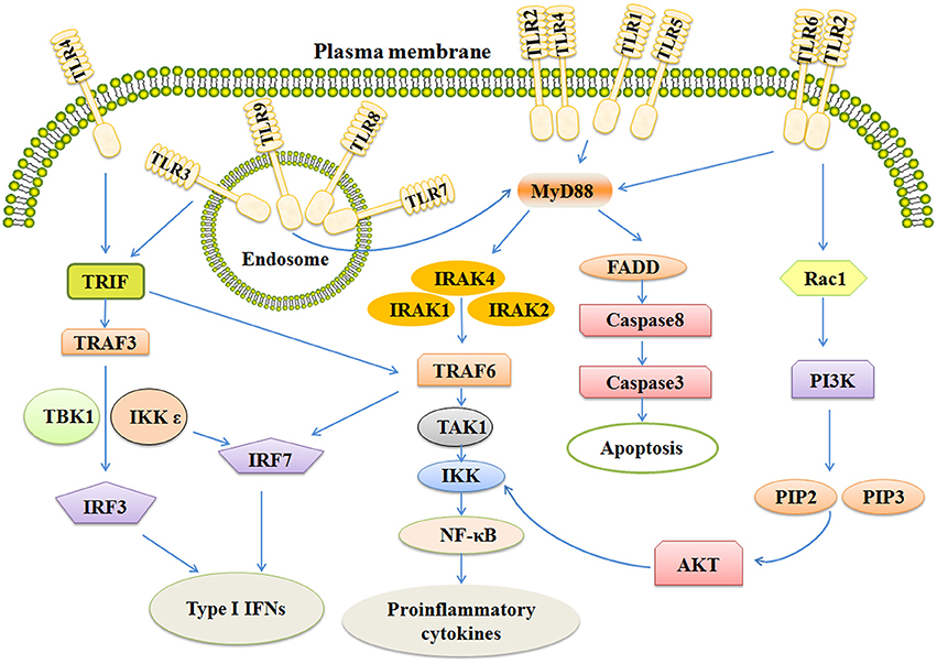 Frontiers | Anti-tumor Activity of Toll-Like Receptor 7 Agonists
