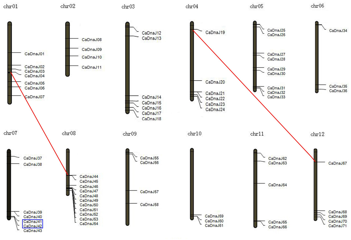 Frontiers | The DnaJ Gene Family in Pepper (Capsicum annuum L ...