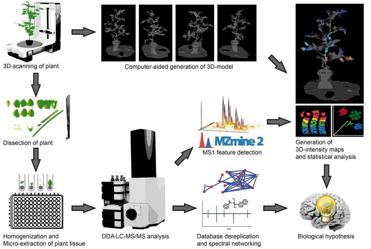 Frontiers | Mass Spectrometry Based Molecular 3D-Cartography of Plant ...