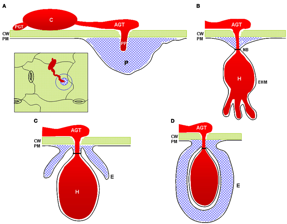 Frontiers | The Plant Cell Wall: A Dynamic Barrier Against Pathogen ...