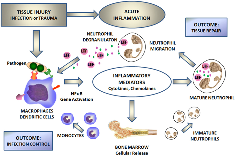 Frontiers | Lactoferrin in a Context of Inflammation-Induced Pathology