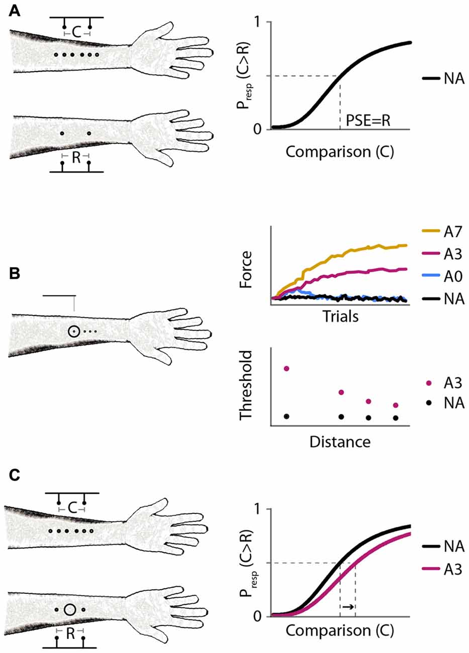 Frontiers | An Adaptation-Induced Repulsion Illusion in Tactile Spatial ...