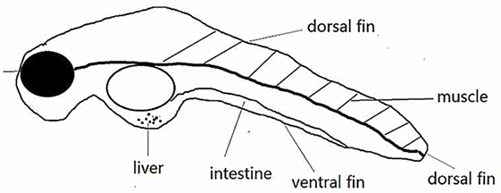 Frontiers | Application of Zebrafish Models in Inflammatory Bowel Disease