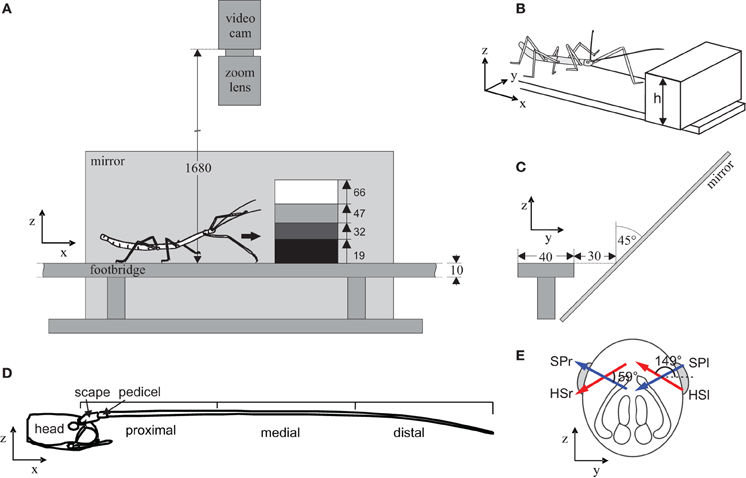 Frontiers | Active tactile sampling by an insect in a step-climbing ...