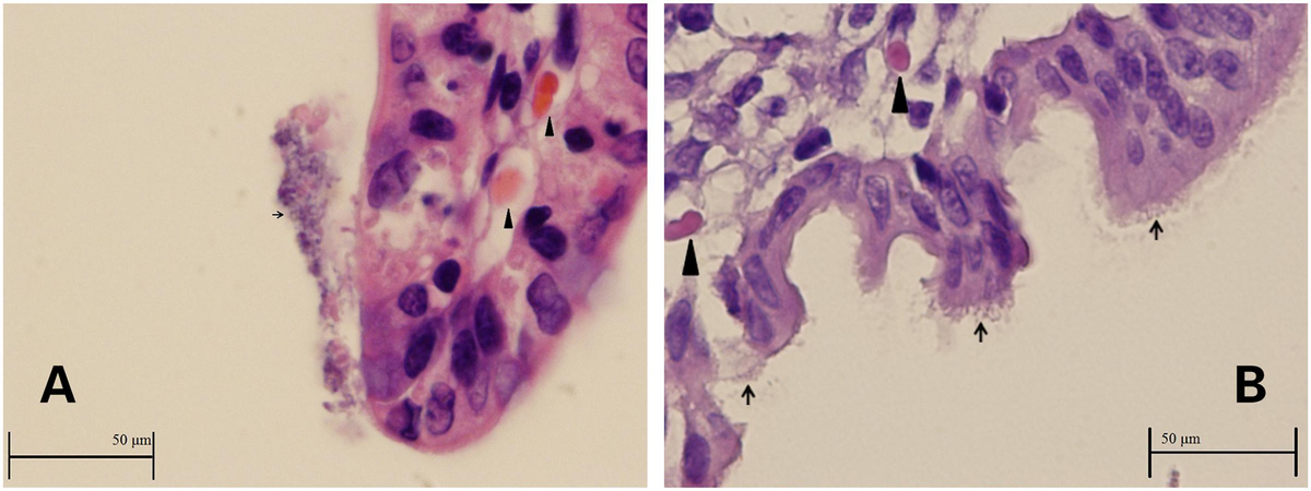 Frontiers | Efficacy of Phage Therapy in Controlling Rabbit ...