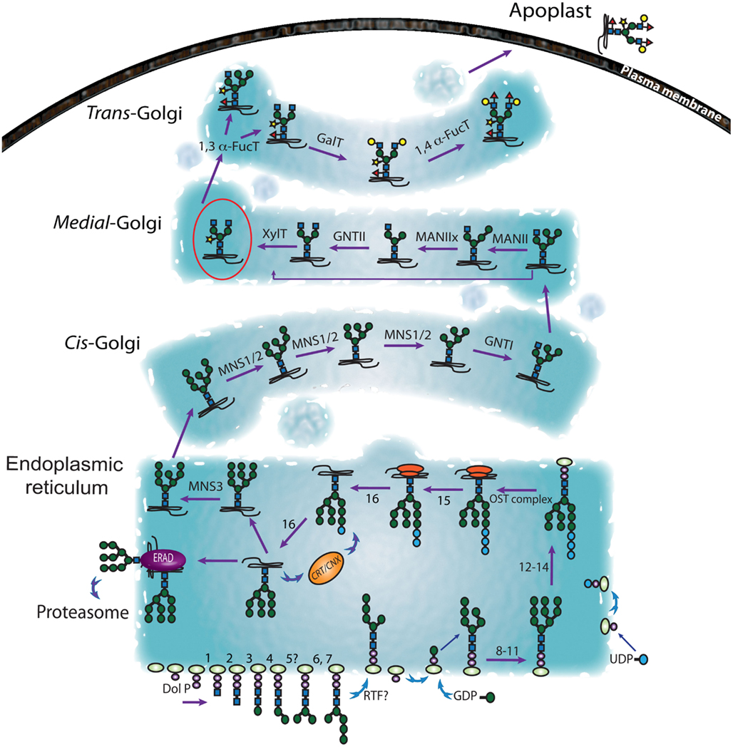 Frontiers | The Secreted Plant N-Glycoproteome and Associated Secretory ...