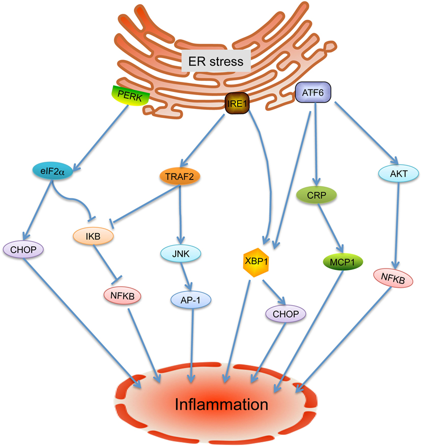 Frontiers | Role of Endoplasmic Reticulum Stress, Autophagy, and ...