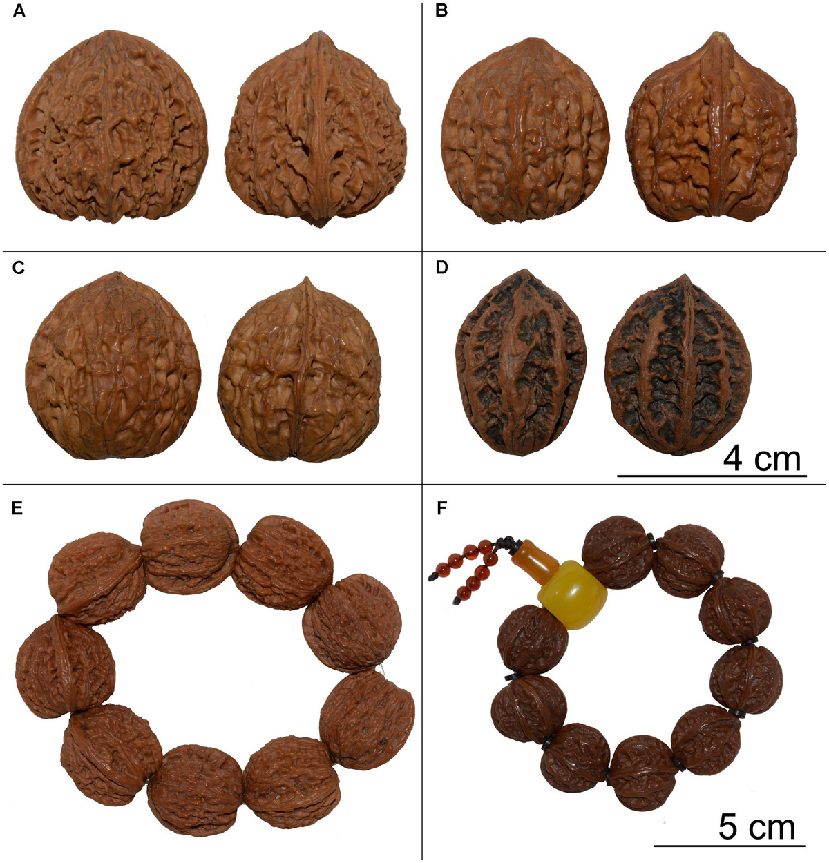 Frontiers | Unveiling the Identity of Wenwan Walnuts and Phylogenetic ...