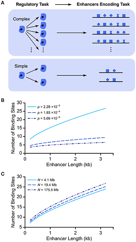 Frontiers | An Enhancer's Length and Composition Are Shaped by Its ...