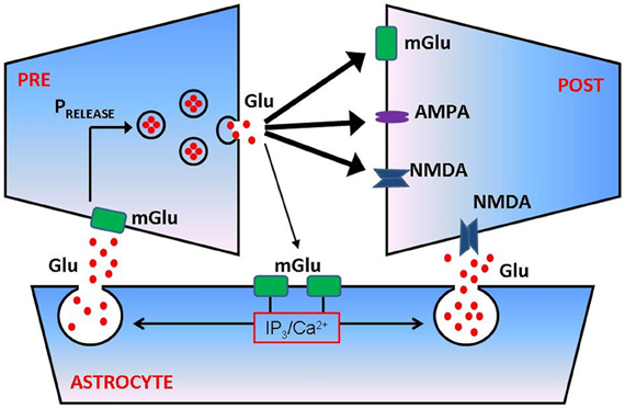 Frontiers Computational Models Of Neuron Astrocyte Interaction In Epilepsy