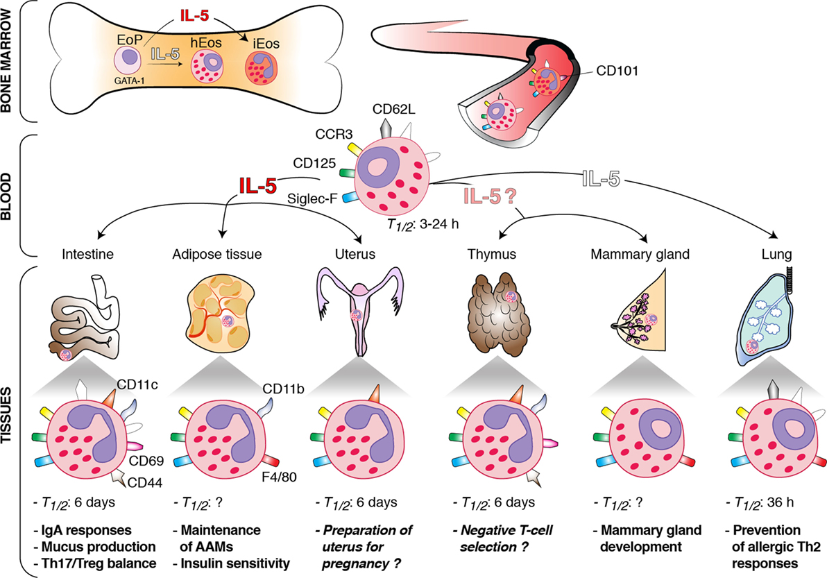 Frontiers | Homeostatic Eosinophils: Characteristics and Functions