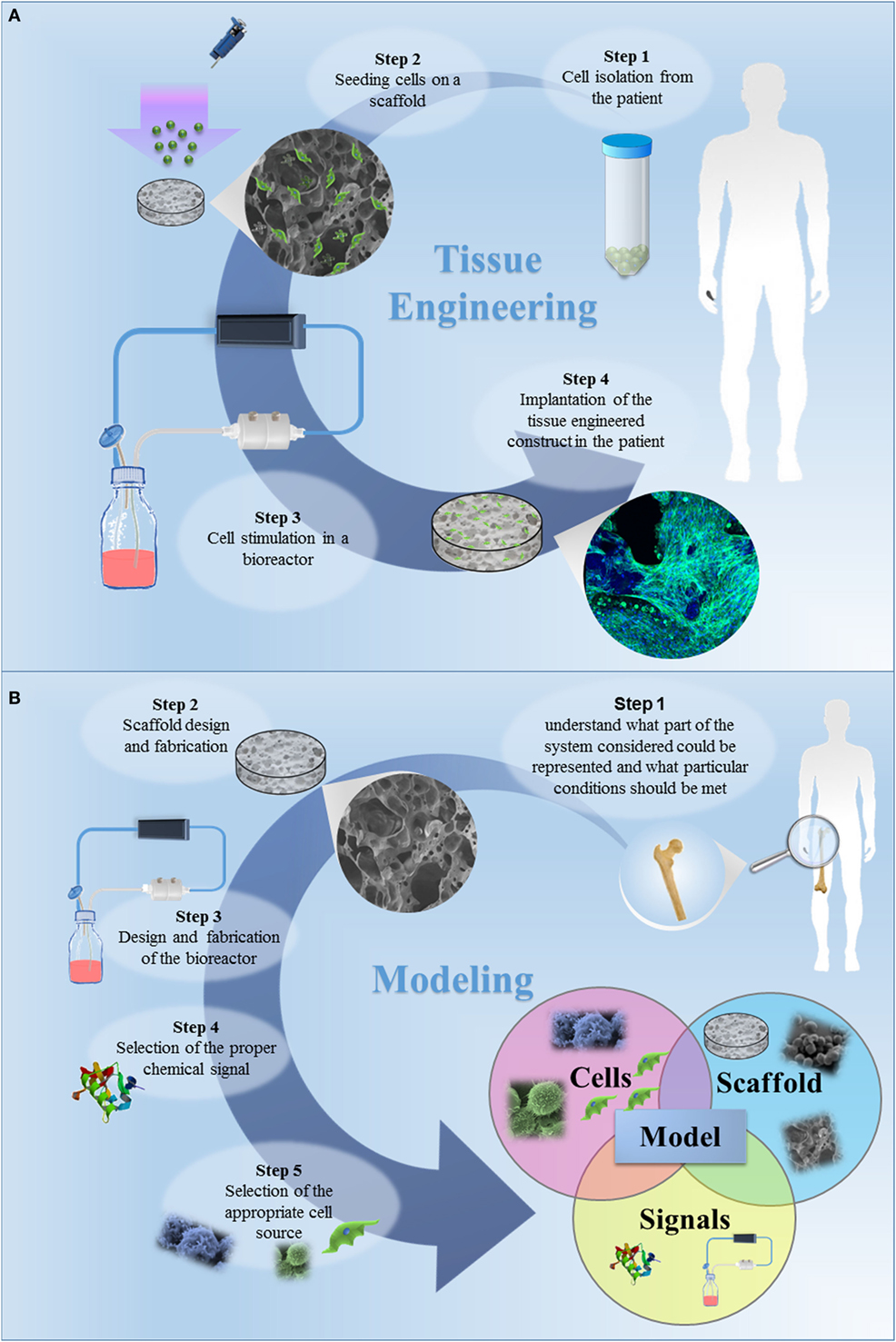 Frontiers | Tissue Engineering Approaches in the Design of Healthy and ...