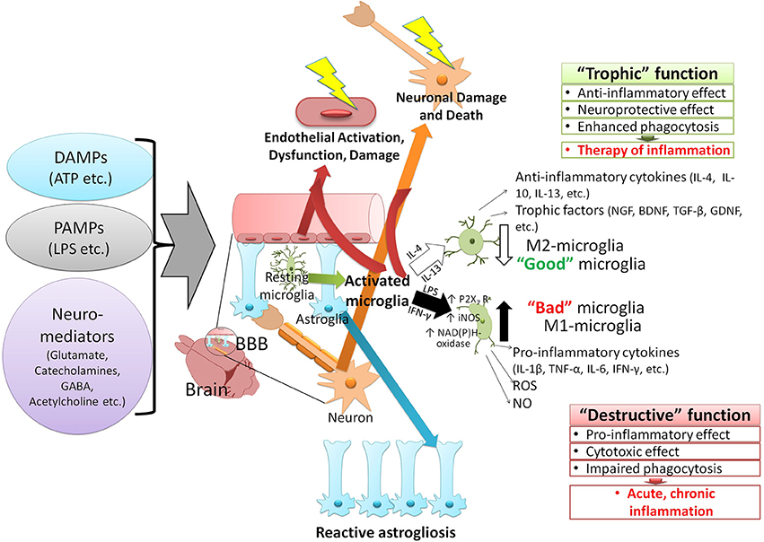 Frontiers | Neuroinflammation and Infection: Molecular Mechanisms ...