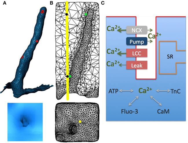 Frontiers | Modeling Effects of L-Type Ca2+ Current and Na+-Ca2 ...