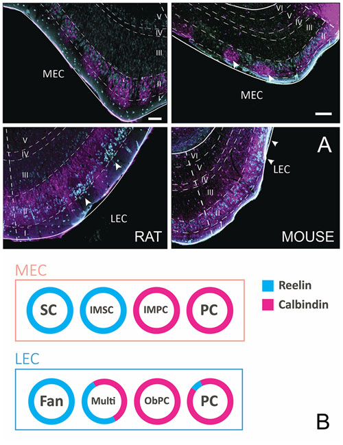 Frontiers | Architecture of the Entorhinal Cortex A Review of ...
