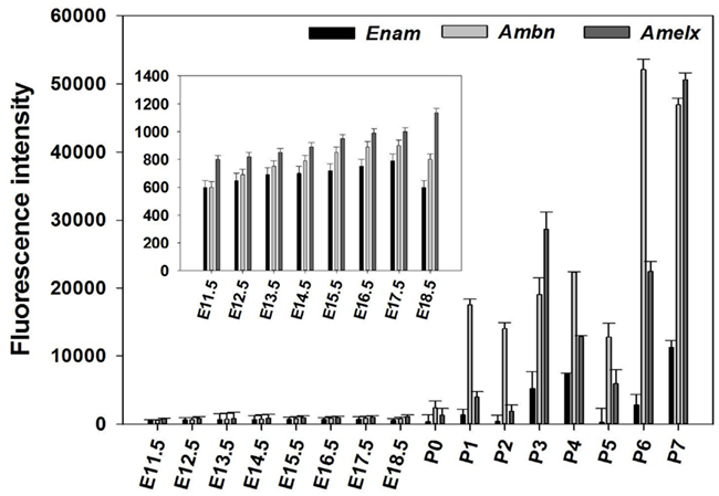 Frontiers | Gene Expression Profiling during Murine Tooth Development