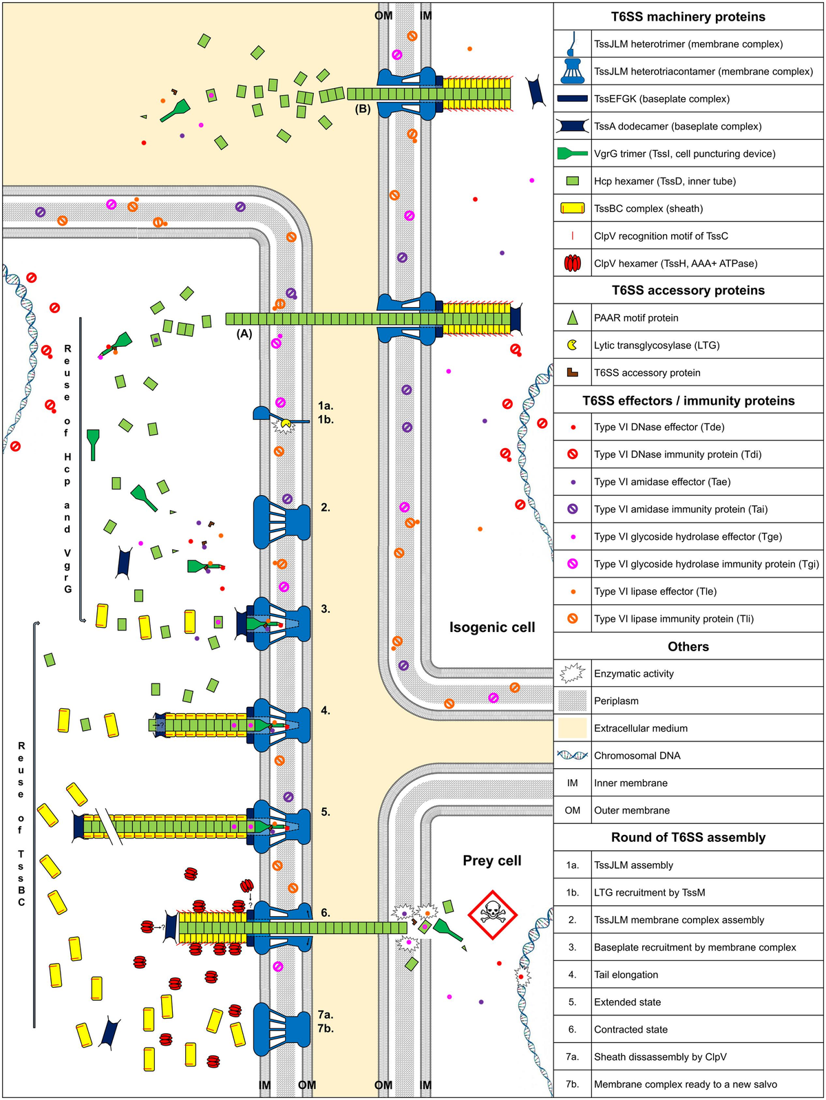 Frontiers | The Type VI Secretion System: A Dynamic System for ...