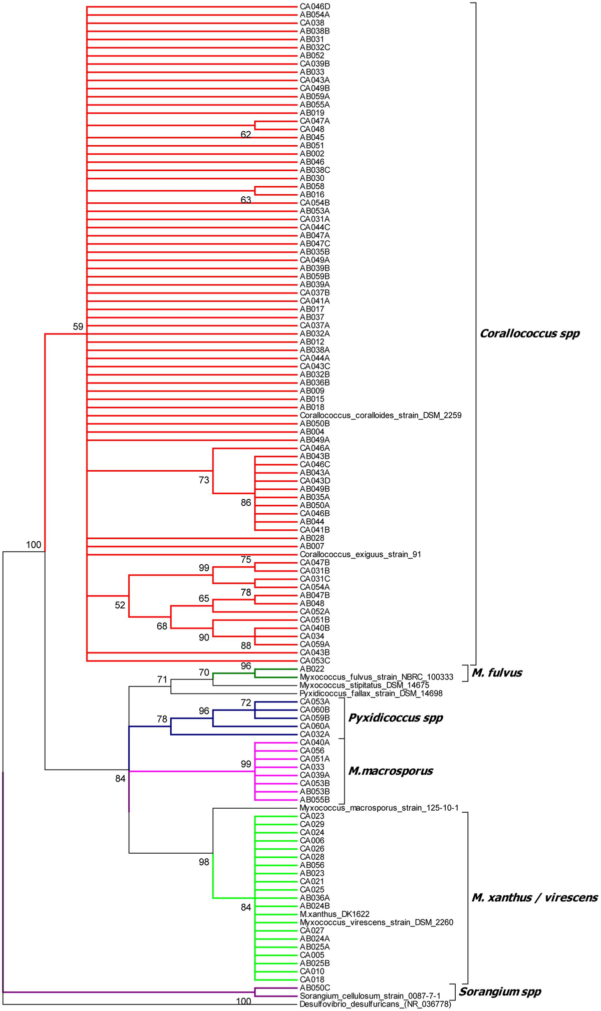 Frontiers | Myxobacteria Are Able to Prey Broadly upon Clinically ...