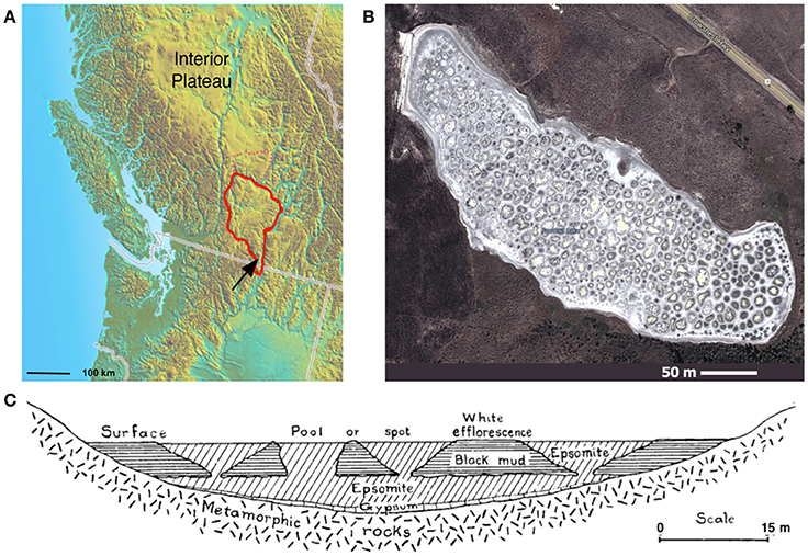 Frontiers | Microbial Diversity in a Hypersaline Sulfate Lake: A Terrestrial Analog of Ancient Mars