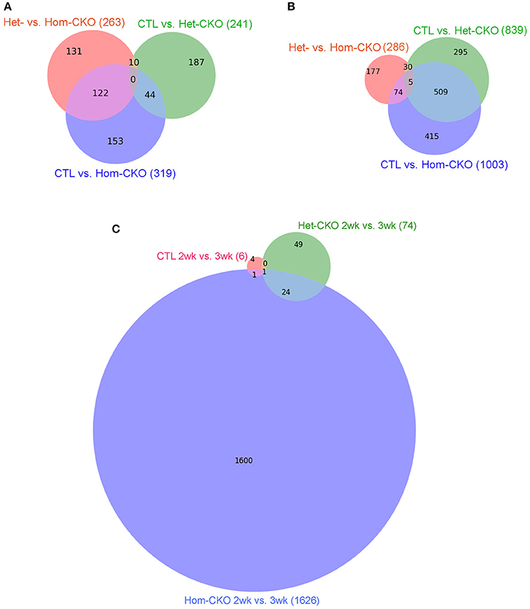 Frontiers | Murine Myocardial Transcriptome Analysis Reveals a Critical ...