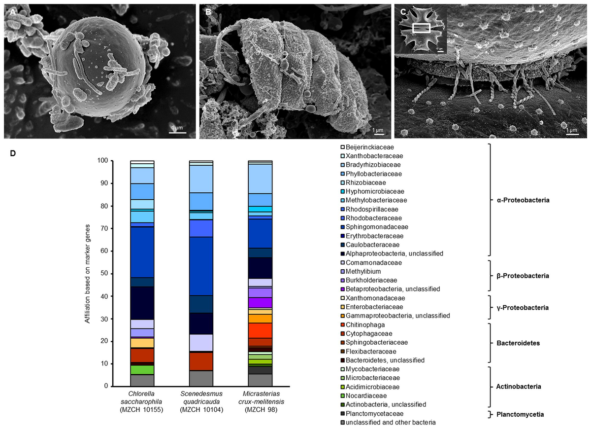 Frontiers | Insights into Microalga and Bacteria Interactions of ...