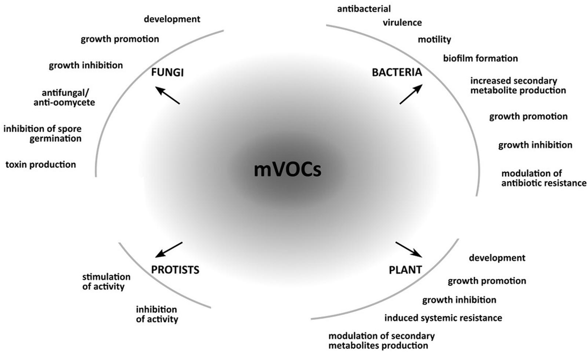 Frontiers | Microbial Volatiles: Small Molecules with an Important Role ...